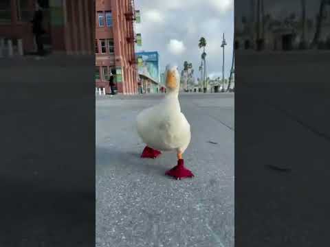 Happy Duck Cute Waddle