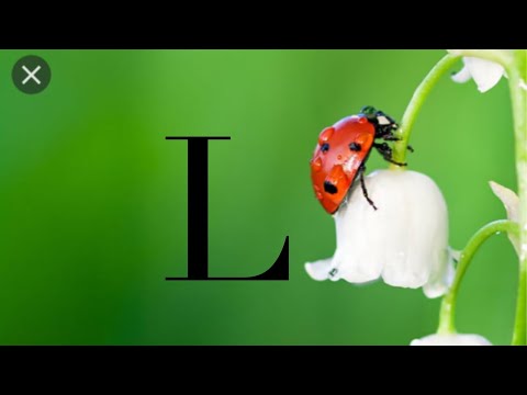 Words that start with L