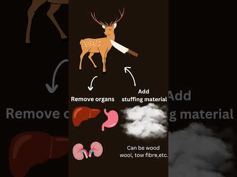 What is Taxidermy? #taxidermy #taxidermyart #taxidermist #biology #neetbiology