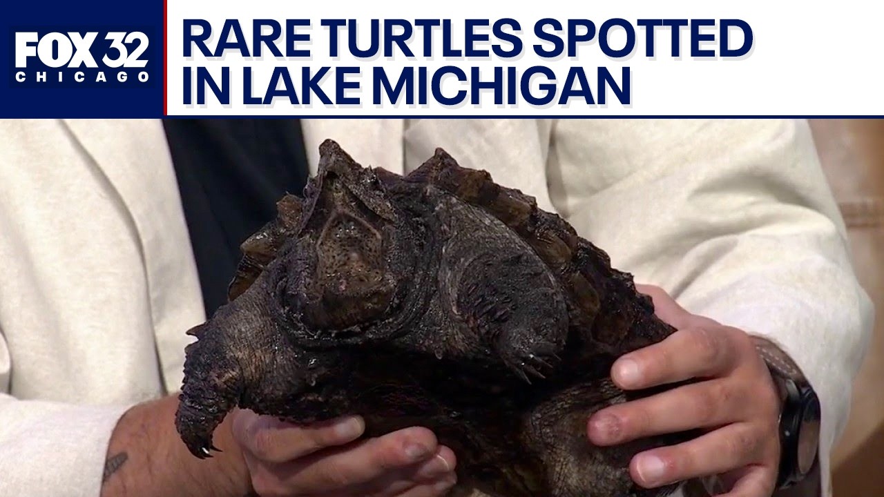 Inside the hidden world of Lake Michigan’s endangered alligator snapping turtles | ChicagoNOW