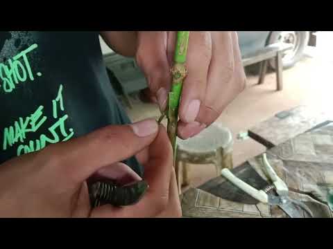 Demo113 I- Budding|Nursery Operation|Plant Propagation|Agri Crops Prod|How To Perform|Paano Gawin