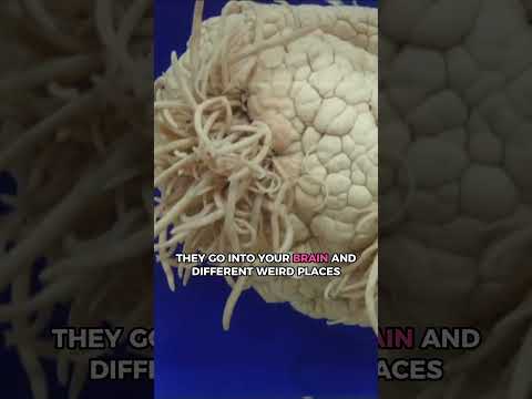 Why Eating Bear Meat Is Bad! | #joerogan #jre #bear #grizzlybear