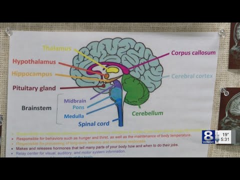 UR study on brain waves may allow doctors to diagnose autism earlier