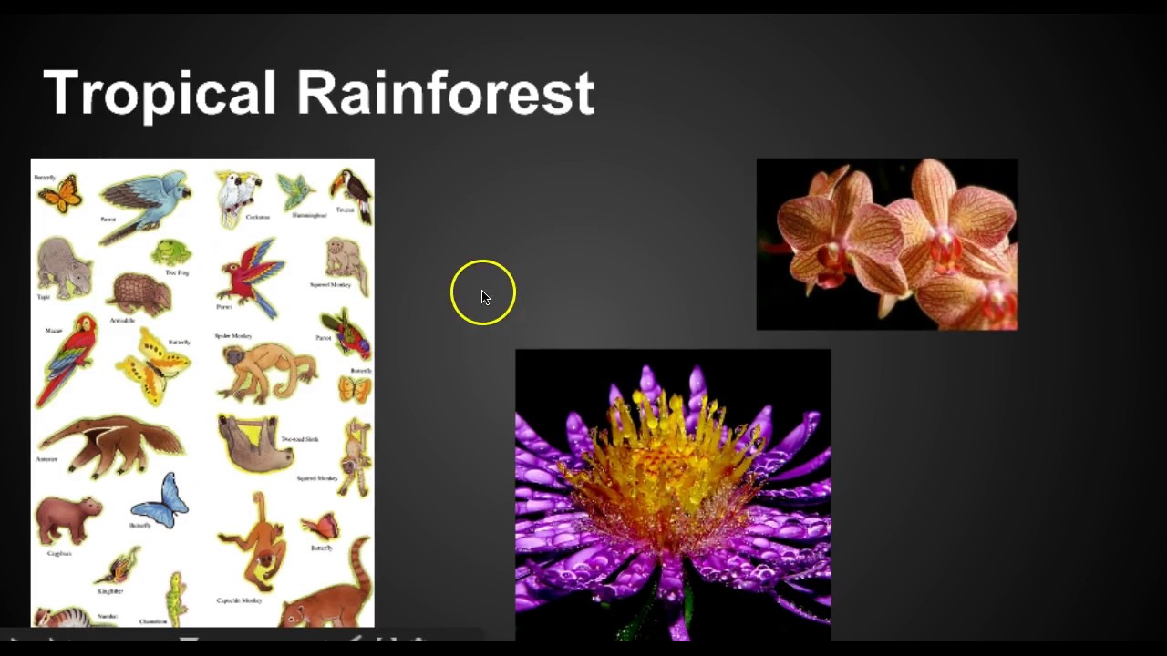 Cornell Notes: Tropical Biomes