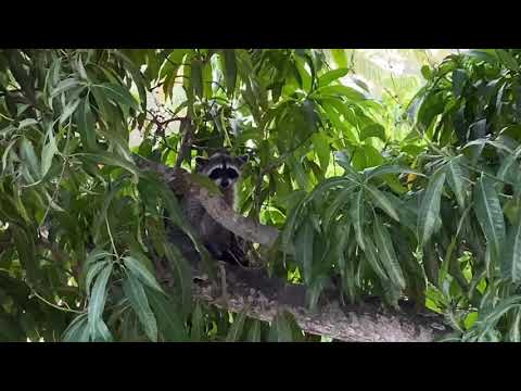 Un mapache en mi árbol.