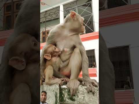 bhaita pad raha hai bhaiya #funny #bandar #cute #mankey #monckey #comedy #cartoon #monkey4u