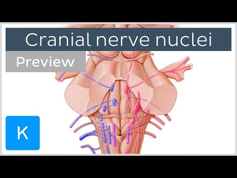 Cranial nerve nuclei: locations and functions (preview) - Human Neuroanatomy | Kenhub