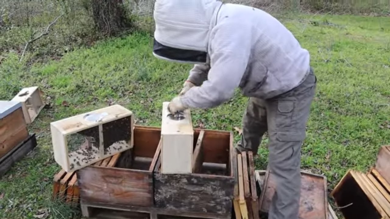 🔵How to Install Package Bees: Essential Guide for Beginners