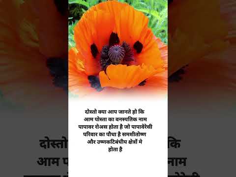 poppy flower botanical name #shorts agriculture knowledge facts