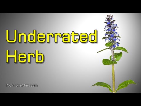 Ajuga Reptans (Bugle, or Bugleweed) - Edible Herb with Medicinal Uses