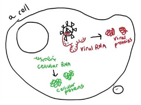 Lab Log 1: What Is a Virus?