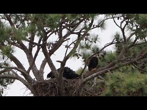 4-2-2022 Fledging Eagles Dealing with Live Flounder Delivery