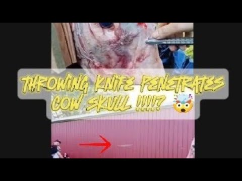 Throwing knives and tomahawks at a cow skull penetration test . HUGE DAMAGE