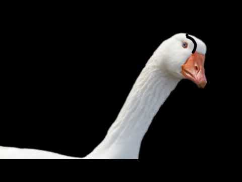 the goose parodies the rock.