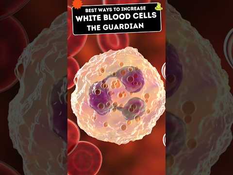 how you can increase white blood cells in your Blood. the army of your body