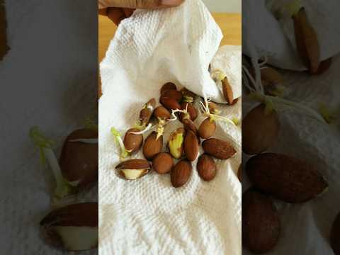 Peach seed germination, no cold stratification