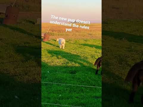 Great Pyrenees training the young Newfoundland pup