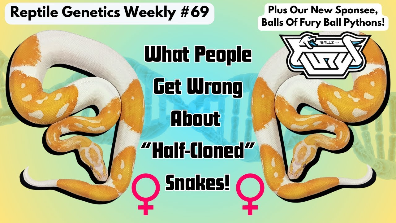 Well, it wasn’t El Nino - I got Partho’d - Boas - MorphMarket Reptile Community