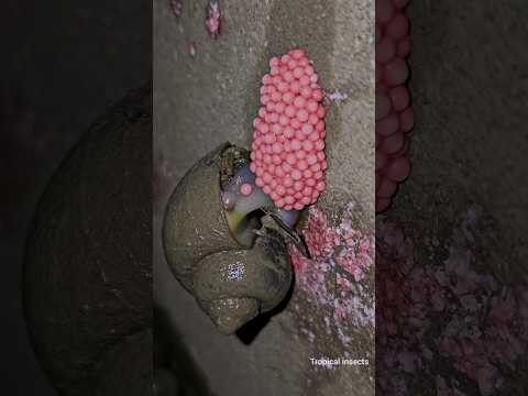 Close-up of apple snails laying eggs - amazed by the large number ππ± #snail
