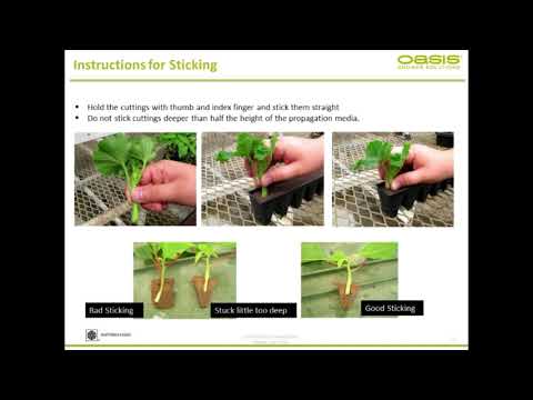 Oasis GrowPro Webinar- Rootcubes for Cutting Propagation