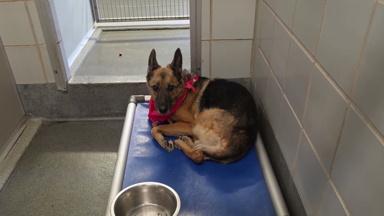 Acs A807288