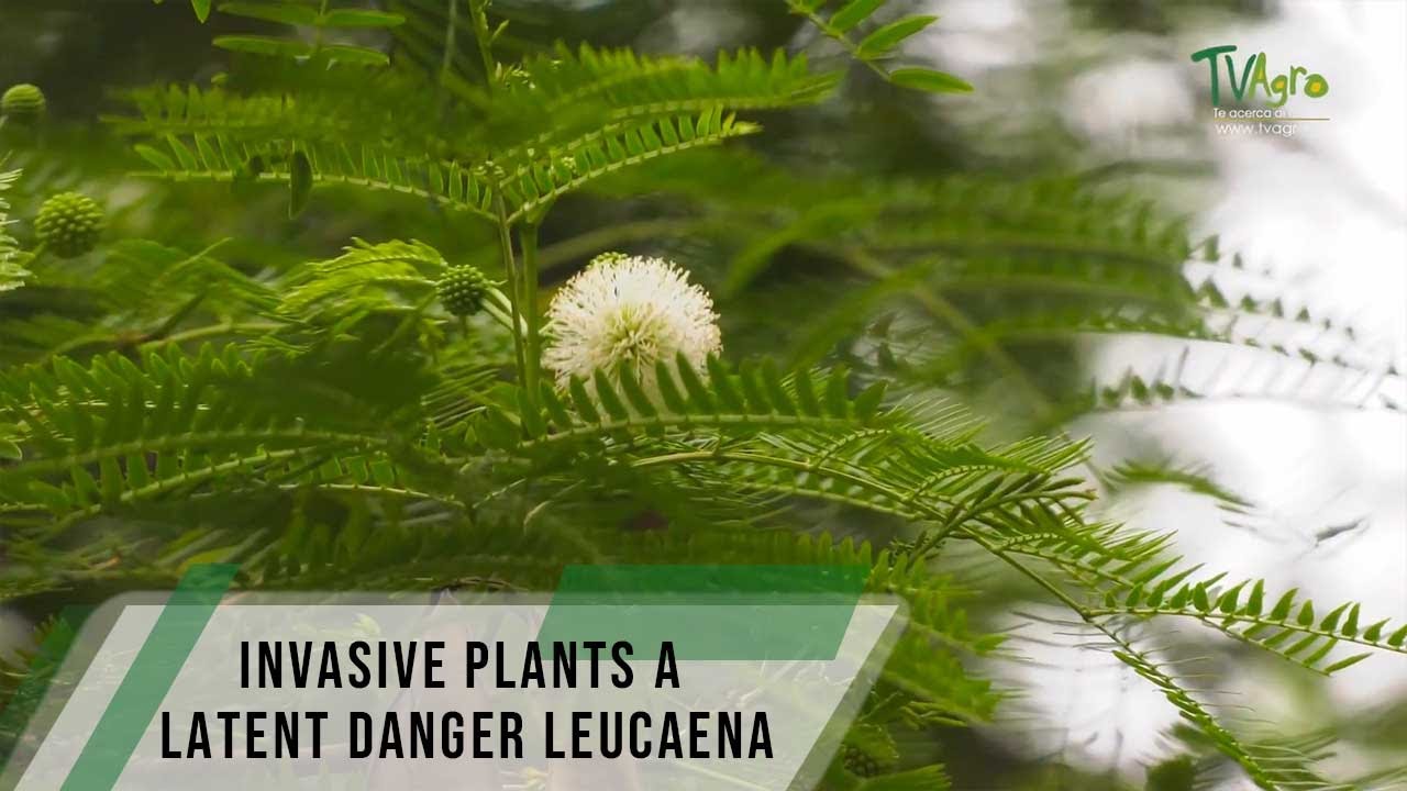 Invasive plants a latent danger leucaena