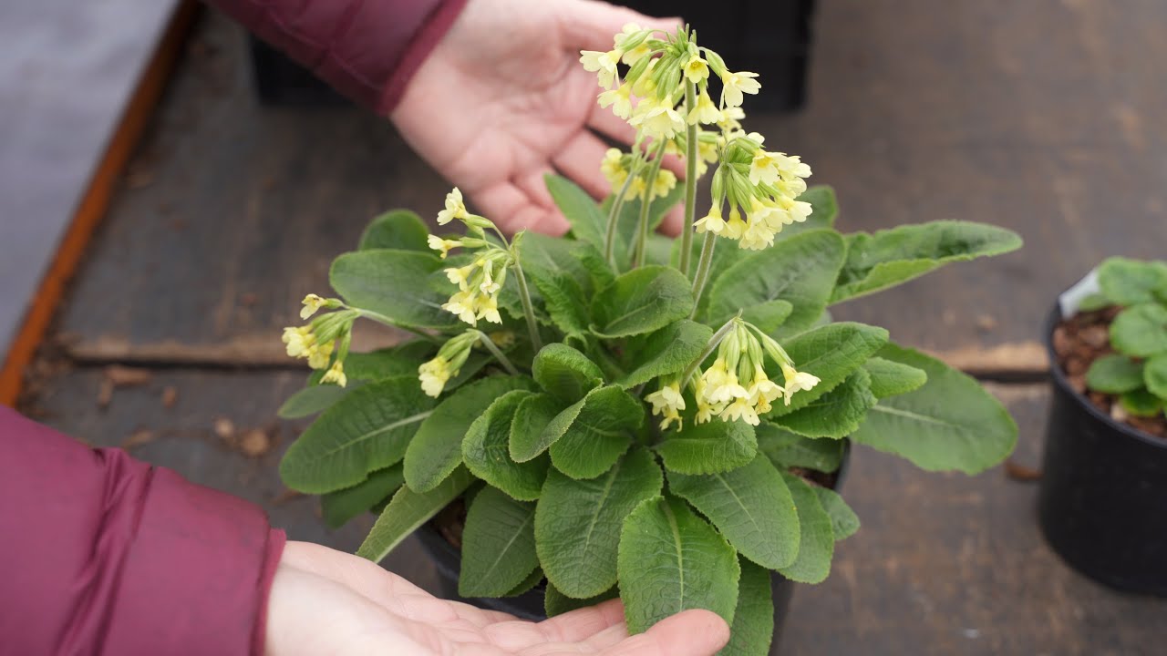 Rosy Hardy on Primulas & Primroses