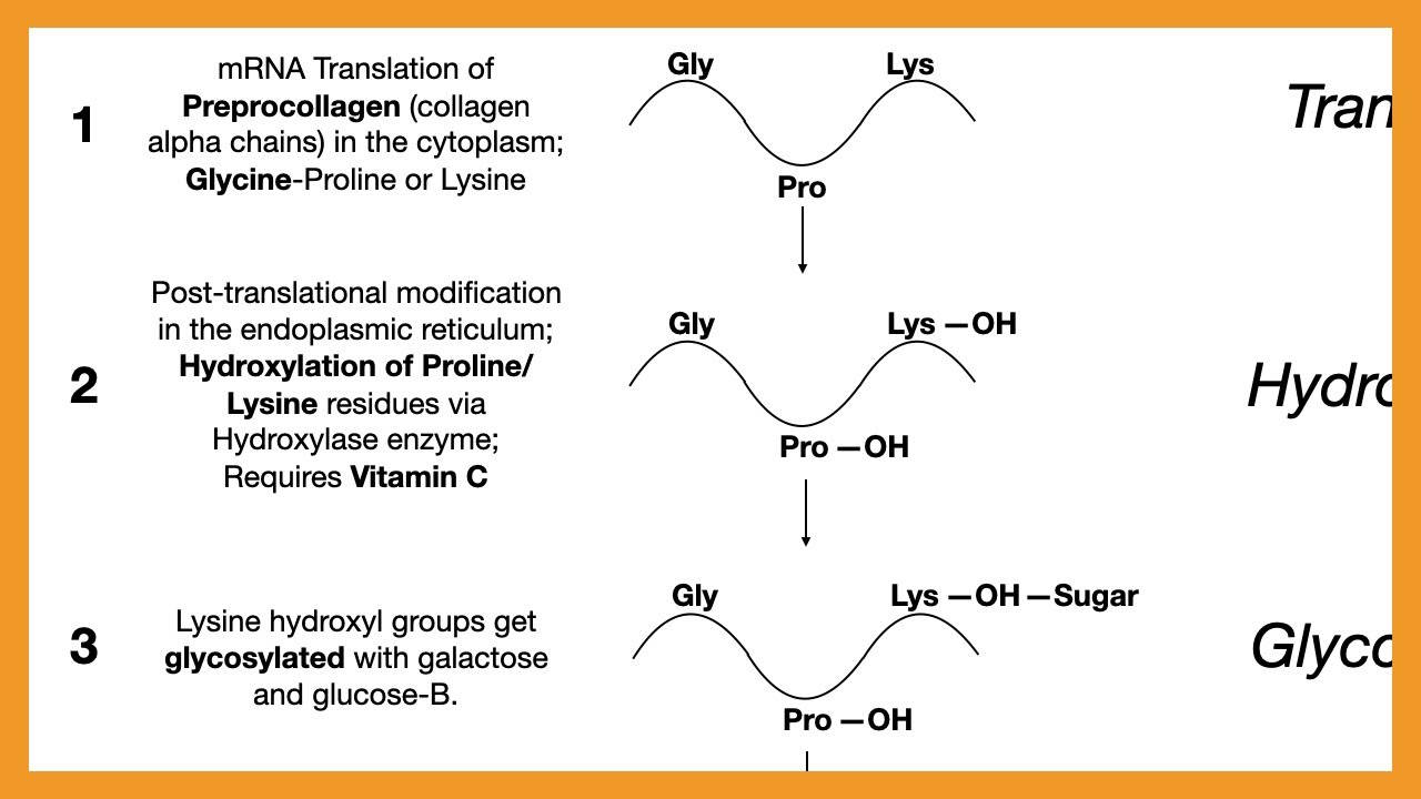 Collagen Synthesis