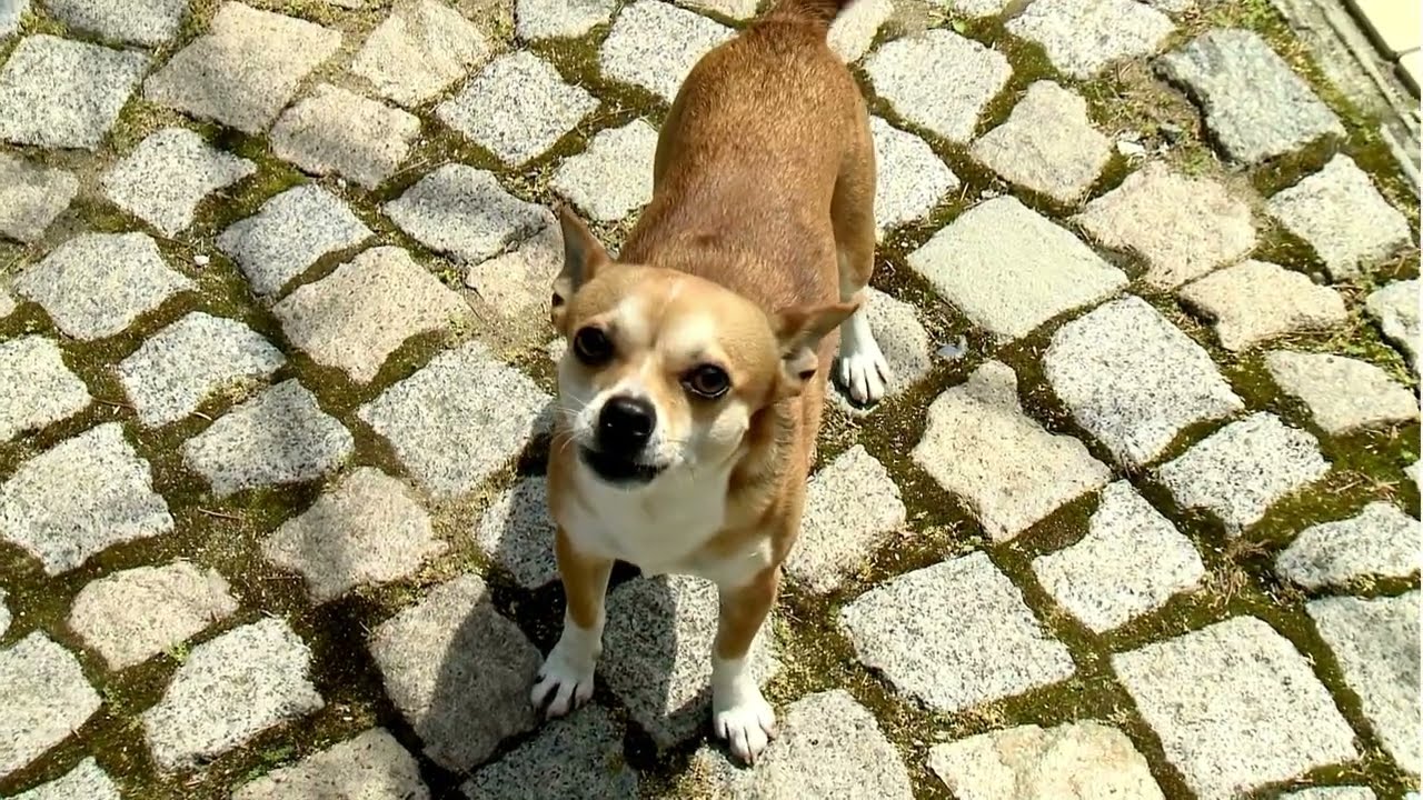 Small Dog Barking Sound Effect