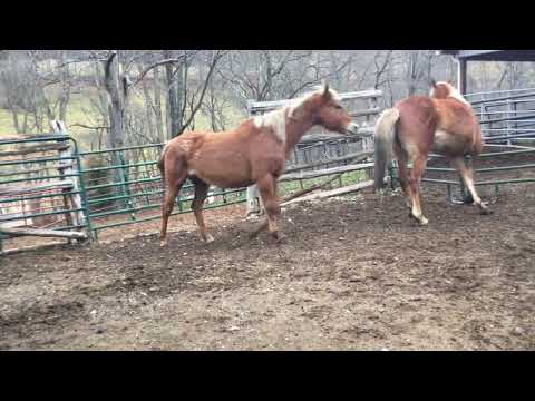 Sold 404 405- QH mares