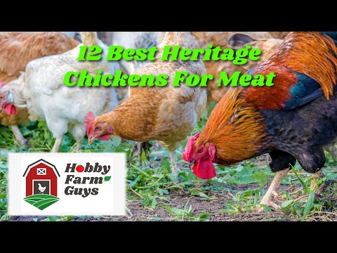 12 Best Heritage Breed Chickens For Meat