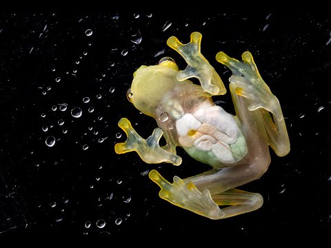 Concours FNS d’images scientifiques 2023 – gagnante catégorie 1: l’objet d’étude