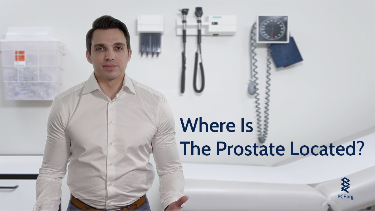 Where Is The Prostate?