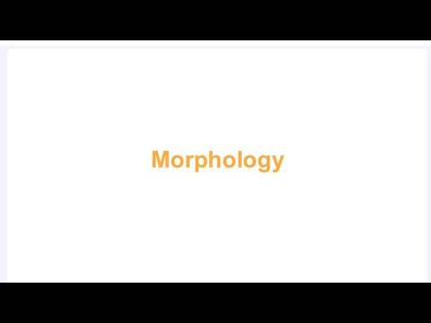 MORPHOLOGY DEFINITION/ FREE MORPHEME AND BOUND MORPHEME