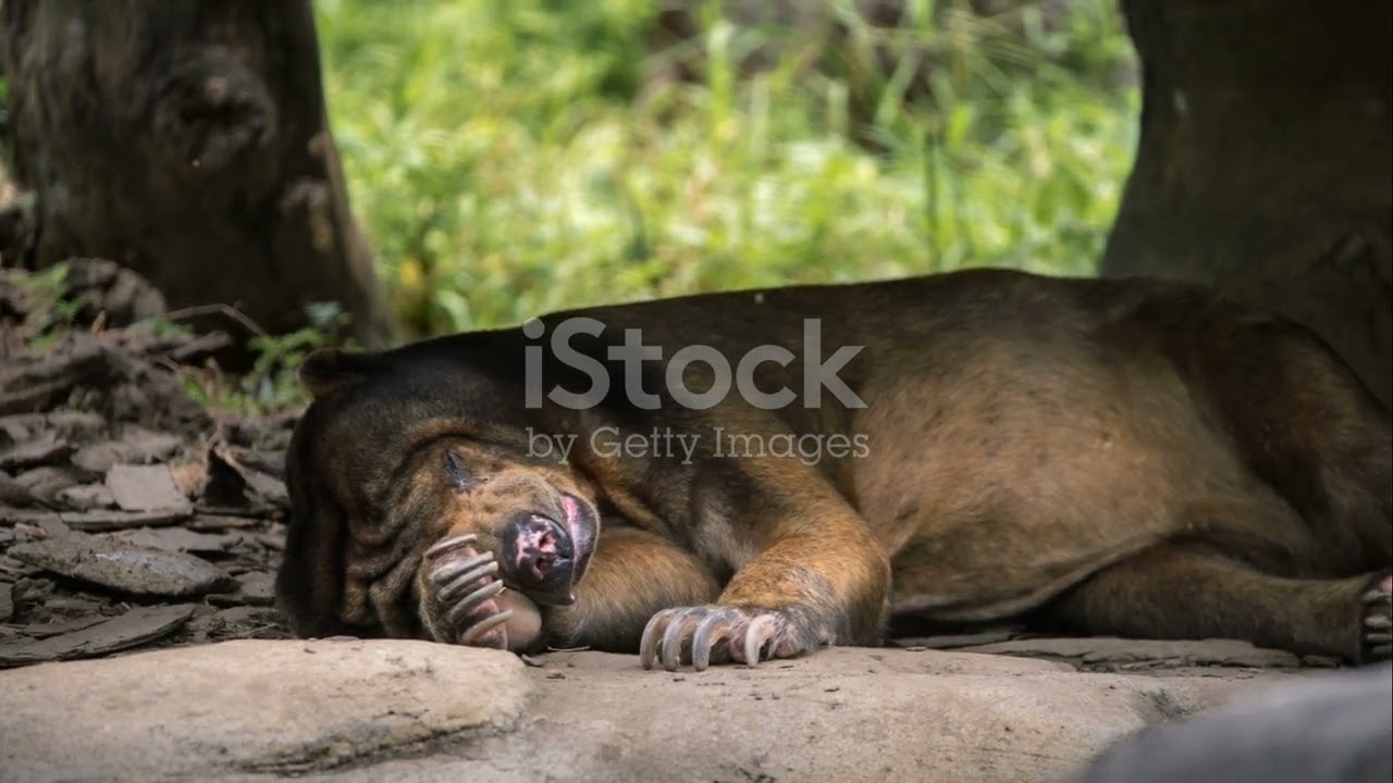 The Mysterious Malayan Sun Bear: Southeast Asia's Smallest Bear #animal2024 #wildlife