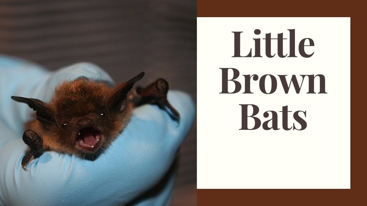 The Little Brown Bat