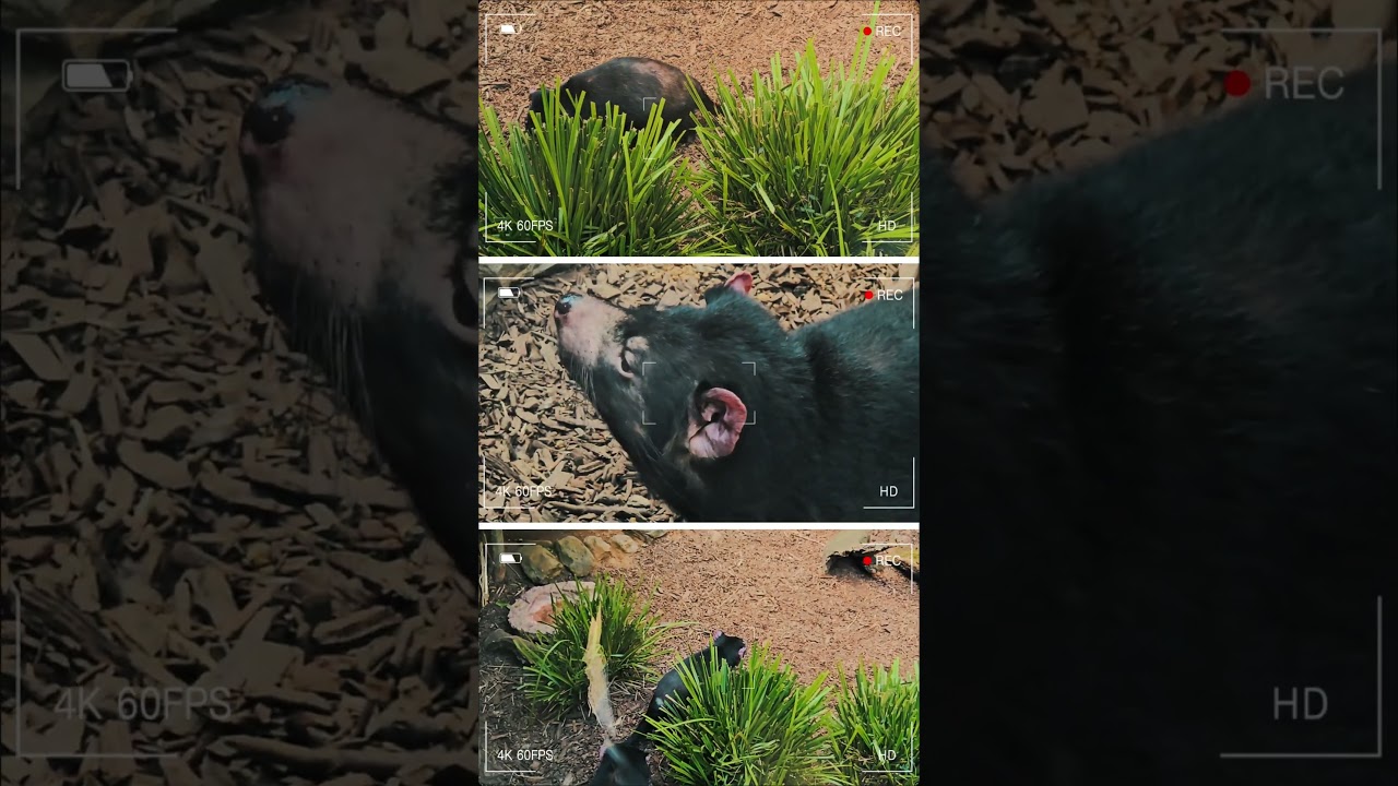 Tasmanien Devil | Biss des Tasmanien devil