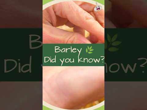 The benefits of #Barley