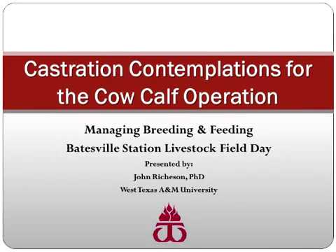 Castration Contemplations for the Cow Calf Operation