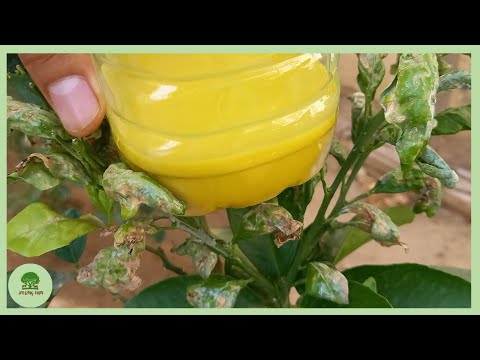 Worlds Strongest Natural Fungicide - Say Goodbye To Plant Diseases