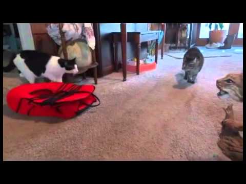 Cats gets scared from a stuffed bobcat