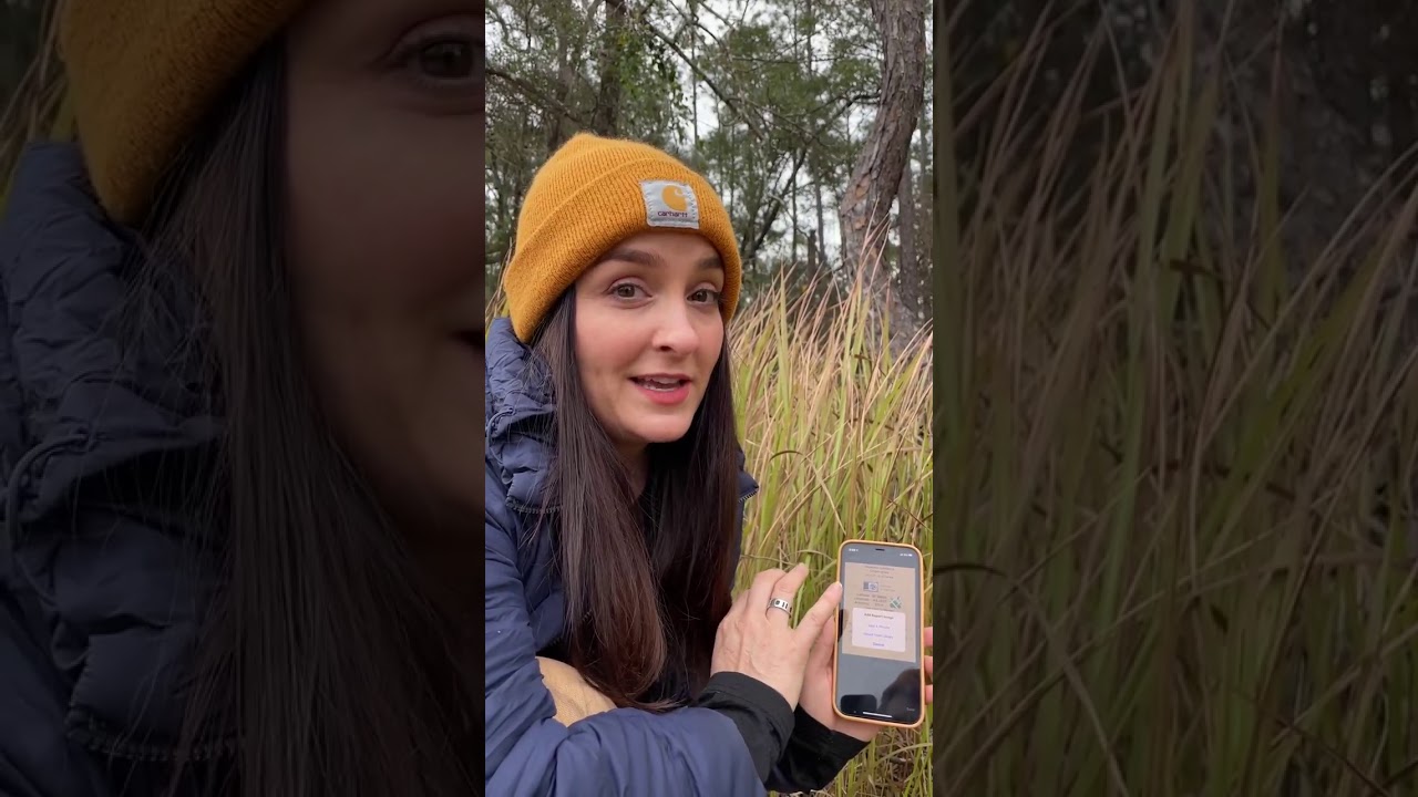 Identifying and reporting invasive Cogongrass / Imperata cylindrica