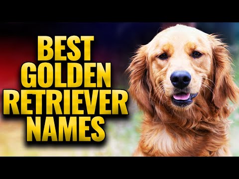 Top 20 Golden Retriever Names In 2021