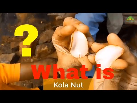 What is "Kola Nut" ? 🌰