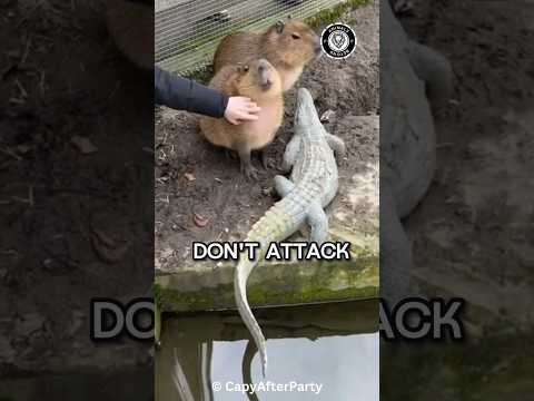 Why Predators DON'T EAT Capybaras!????