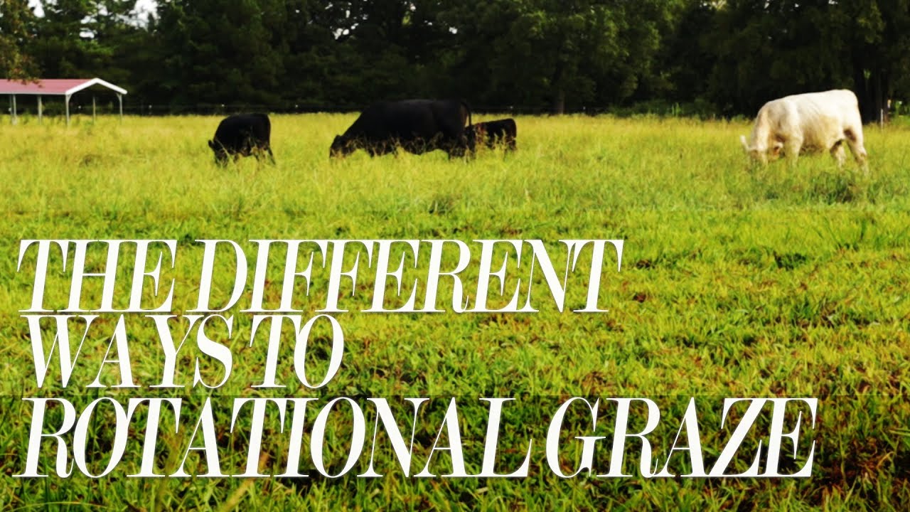 How ROTATIONAL GRAZING Works - The Different Methods