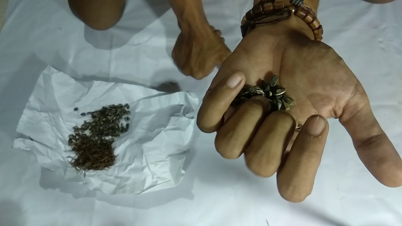 Cara Penyemaian Bunga Matahari Tanpa Tanah