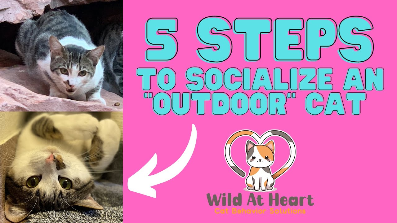 5 Steps to Socialize an 