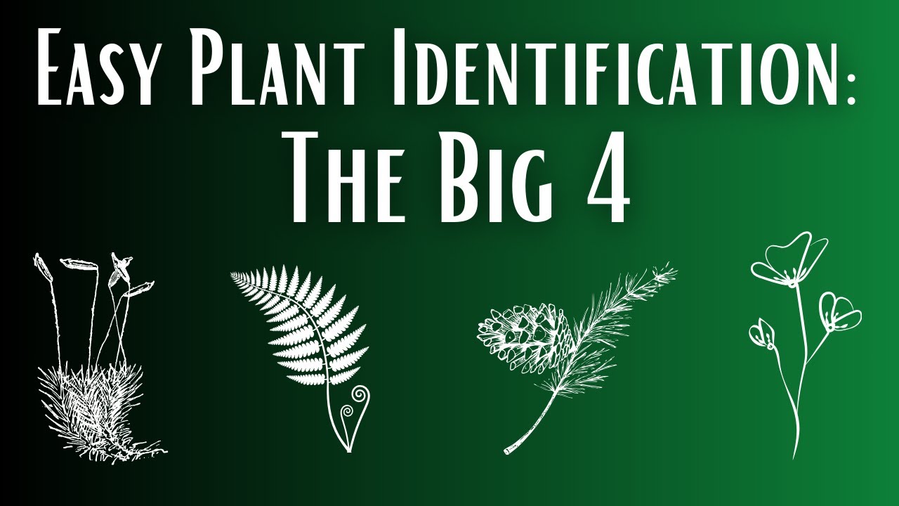 Easy Plant Identification: The Big 4