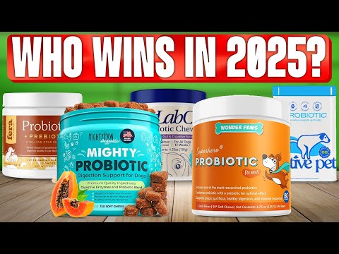 TOP 5 Best Probiotics for Dogs 2025
